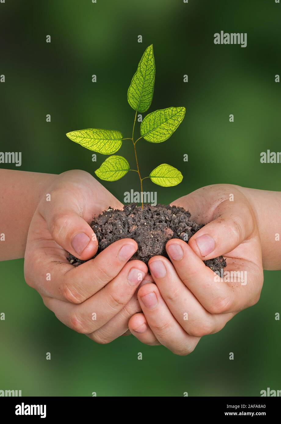 sapling in hands Stock Photo - Alamy