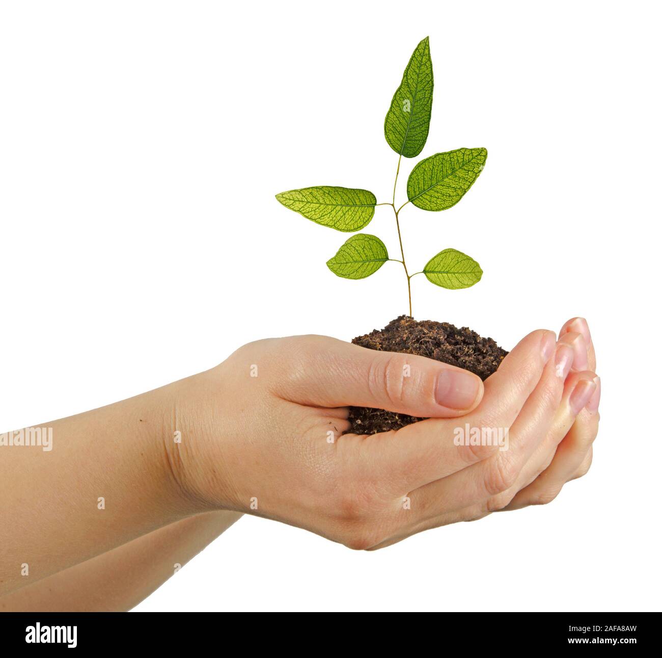 Eucalyptus Sapling High Resolution Stock Photography and Images - Alamy