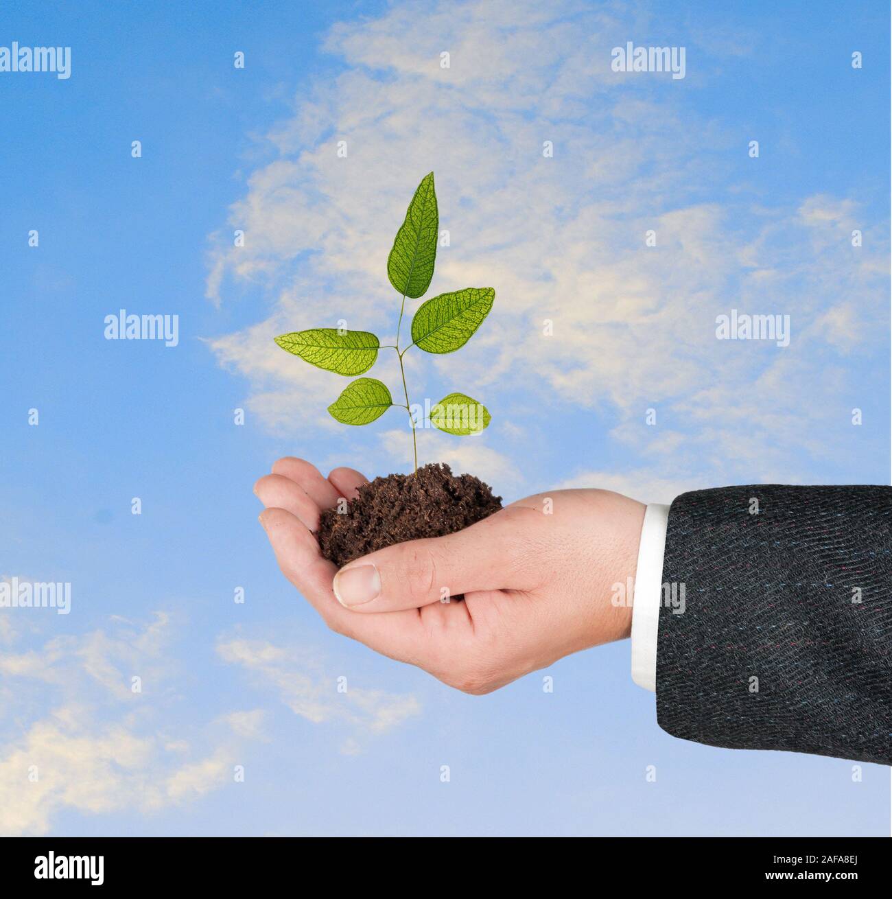 Eucalyptus seedling hi-res stock photography and images - Alamy