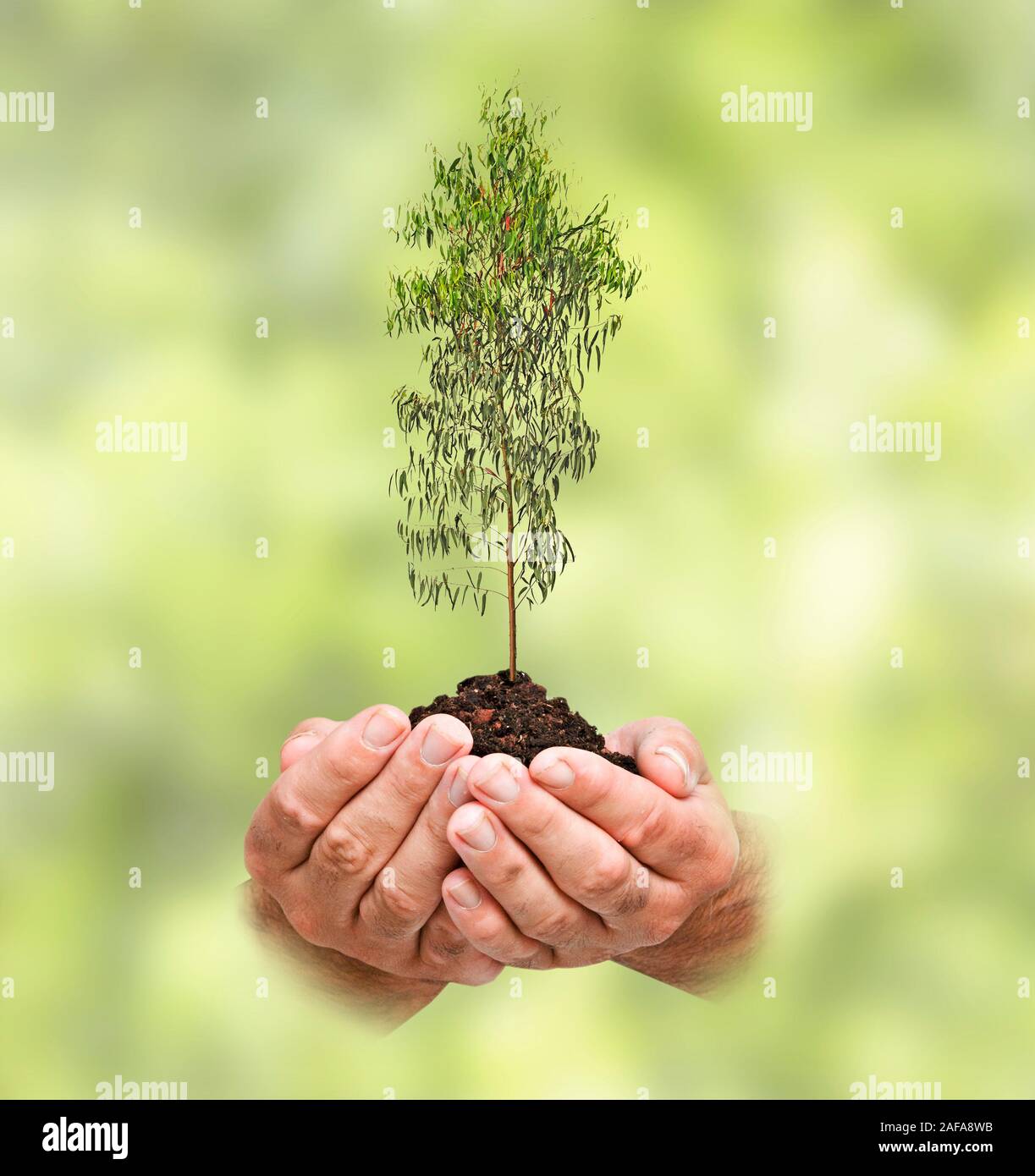 Tree in hands Stock Photo - Alamy