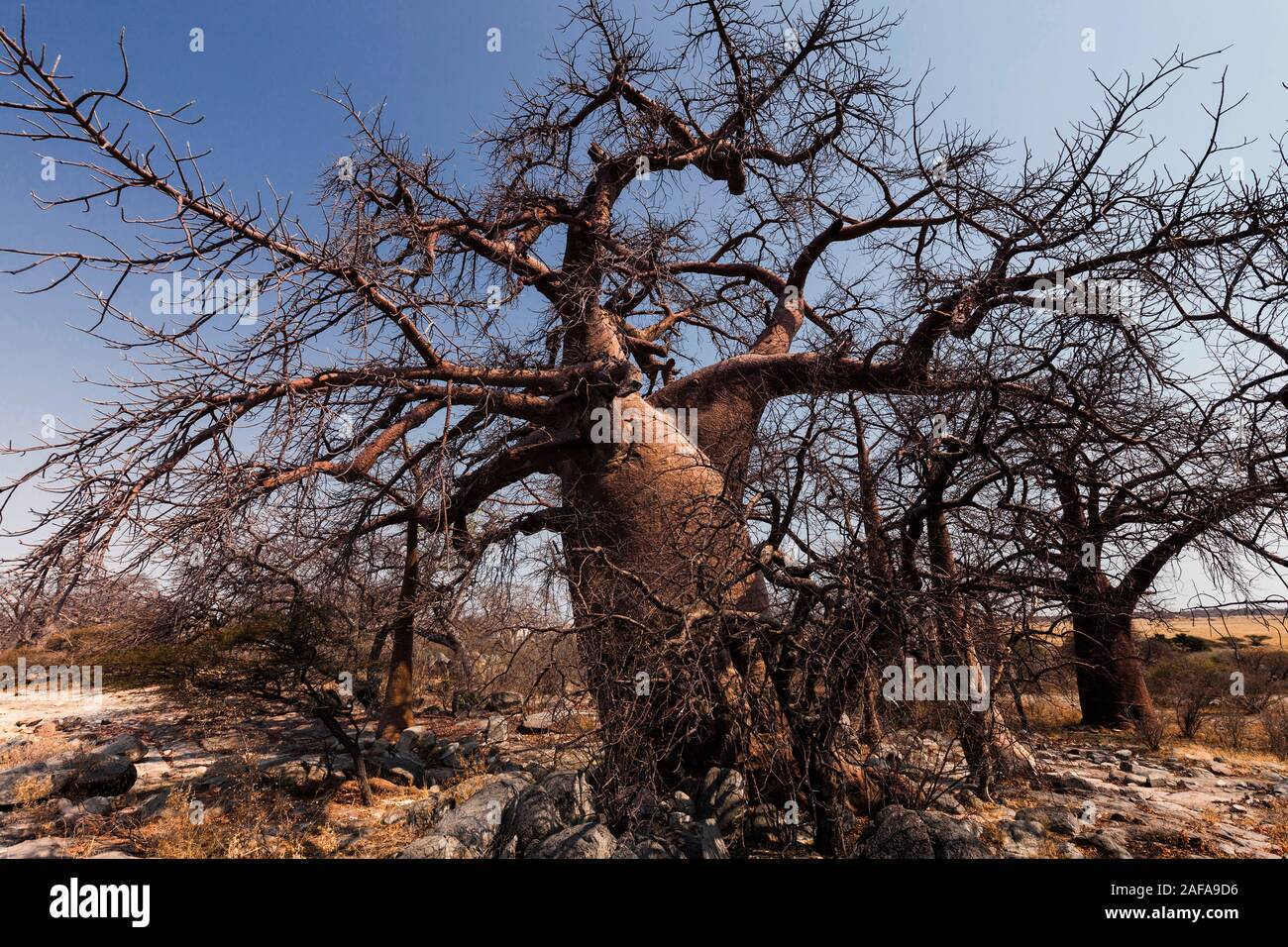 Huge baobab tree in Kubu island, salt pan, Sowa pan(Sua pan ...