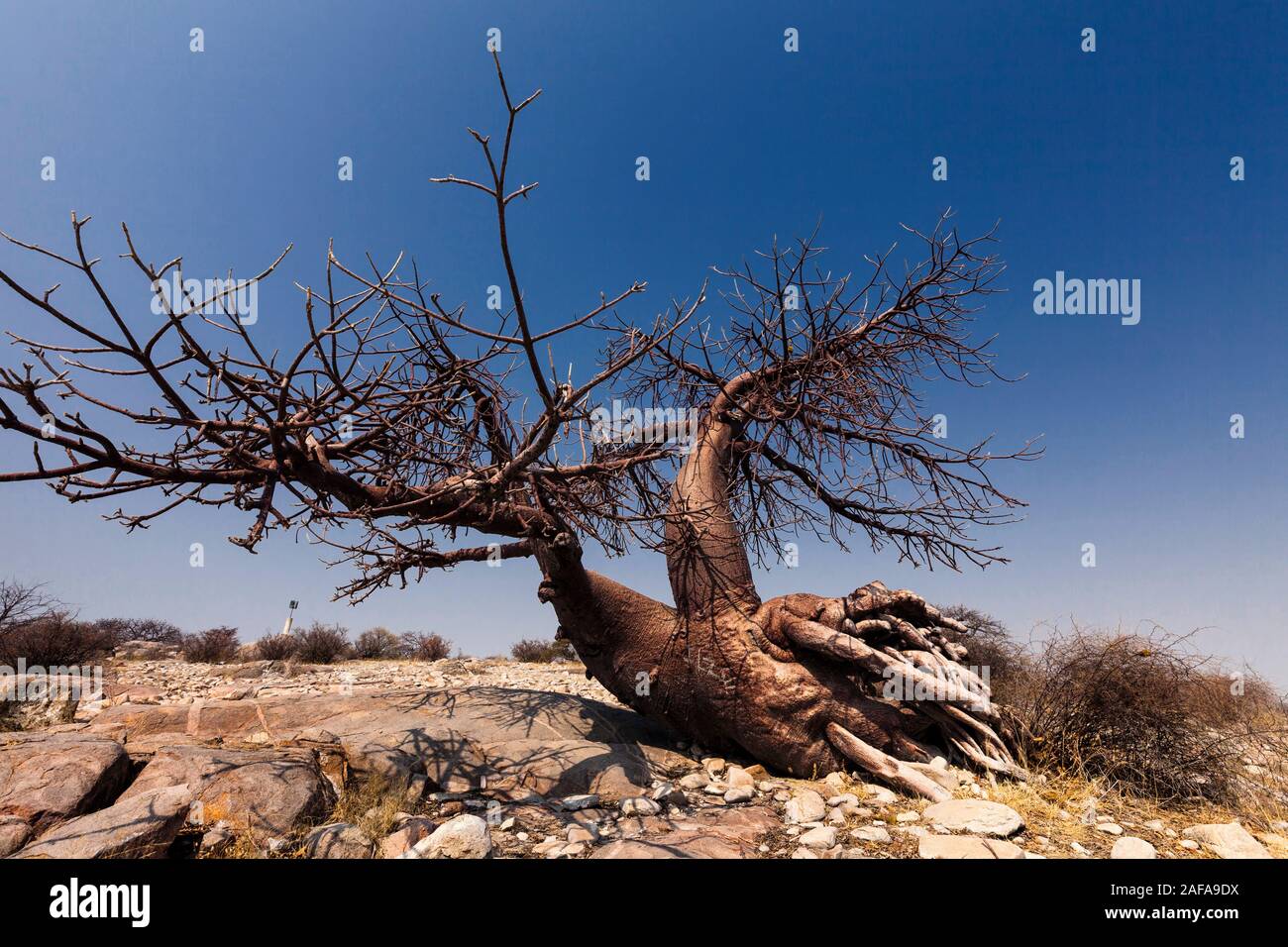 Huge baobab tree in Kubu island, salt pan, Sowa pan(Sua pan ...