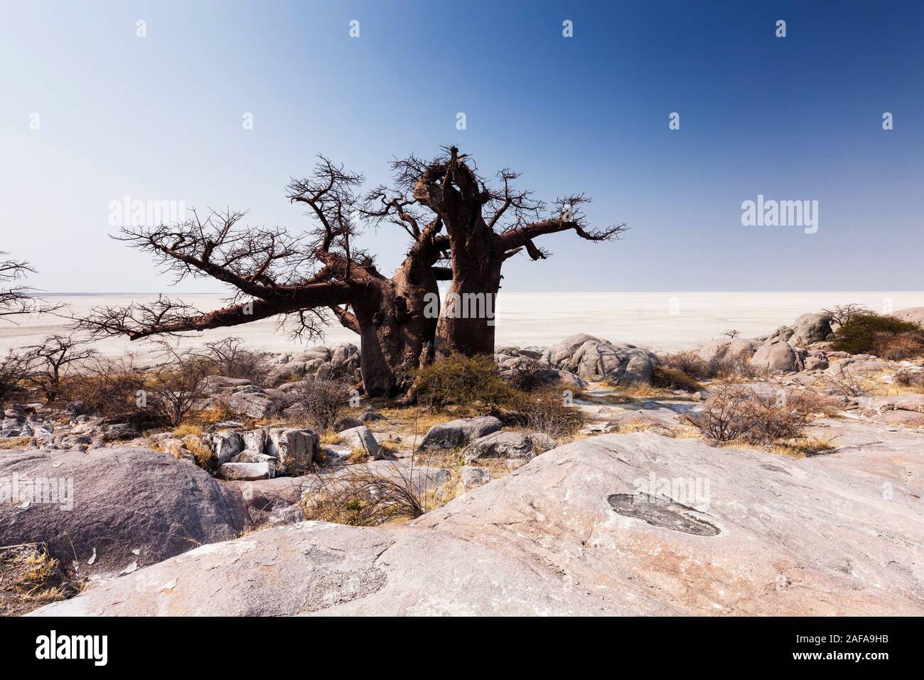 Baobab tree in forest hi-res stock photography and images - Alamy