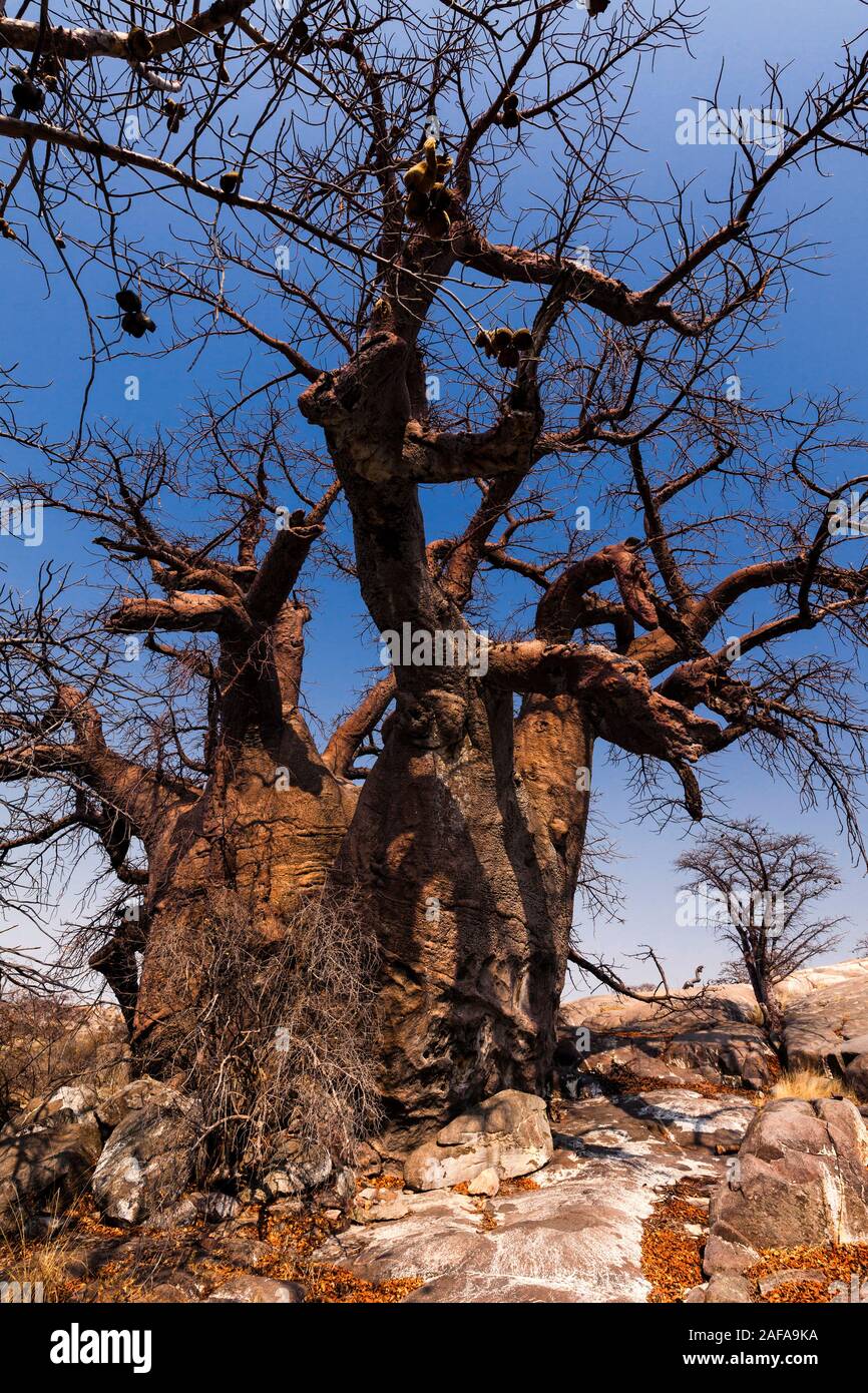 Huge baobab tree in Kubu island, salt pan, Sowa pan(Sua pan ...