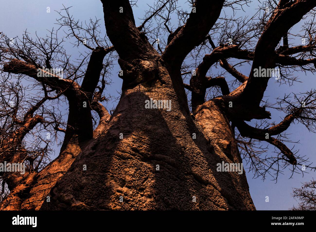 Huge baobab tree in Kubu island, salt pan, Sowa pan(Sua pan ...