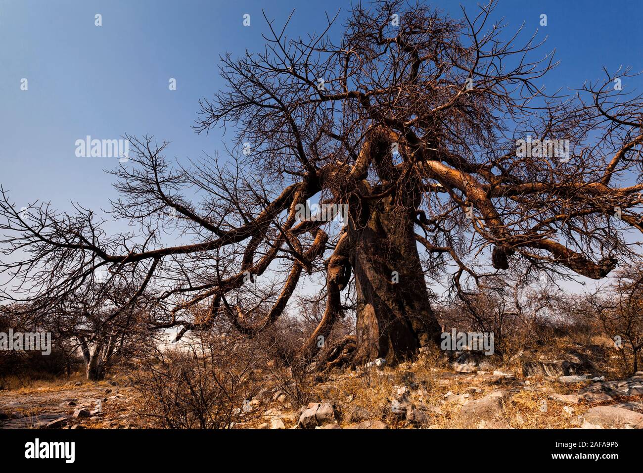 Huge baobab tree in Kubu island, salt pan, Sowa pan(Sua pan ...