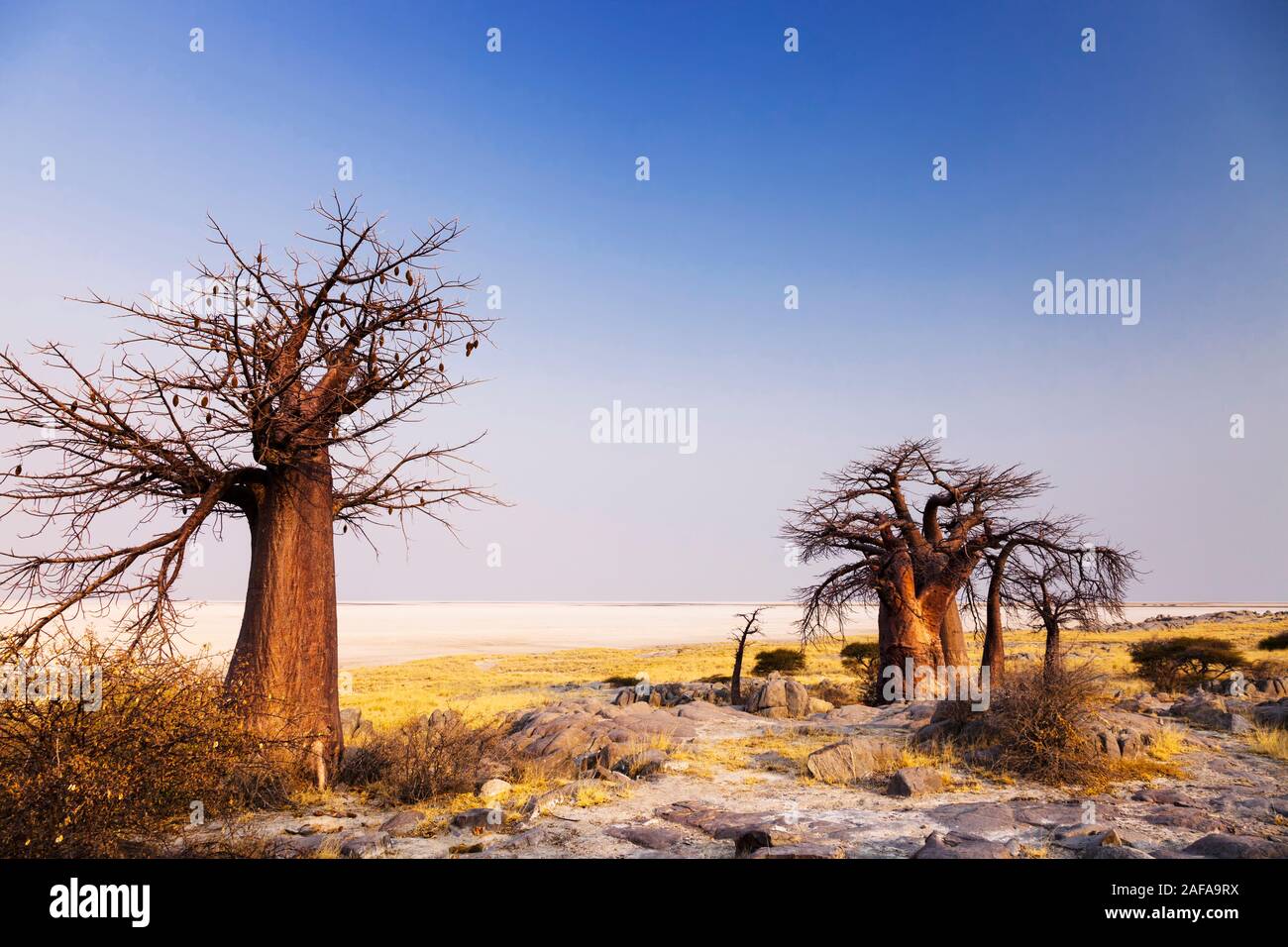 Baobab tree in Kubu island, white salt pan, Sowa pan(Sua pan ...
