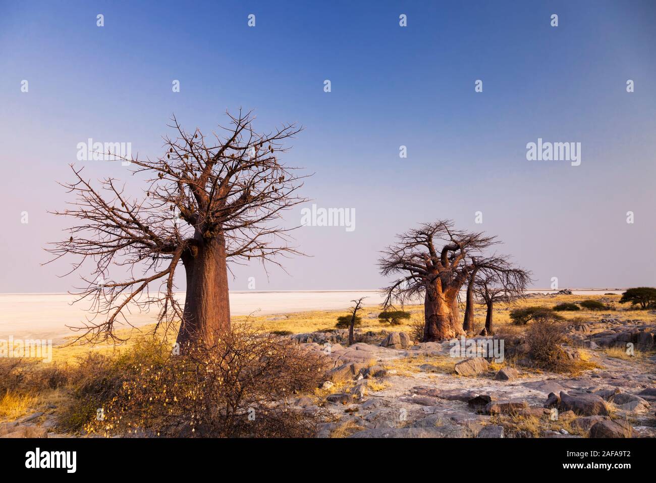 Baobab tree in Kubu island, white salt pan, Sowa pan(Sua pan ...