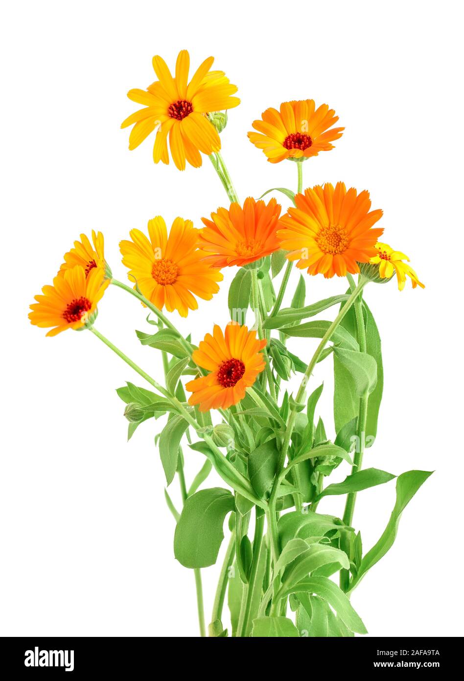 bouquet of orange Calendula flowers Isolated on white background Stock ...
