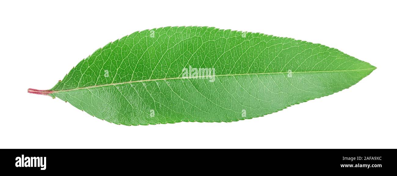 Peach leaf isolated on white background closeup Stock Photo - Alamy