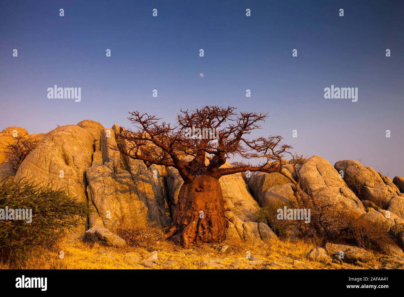 Rocky Kubu island & huge baobab trees, evening glow, Sowa pan(Sua pan ...