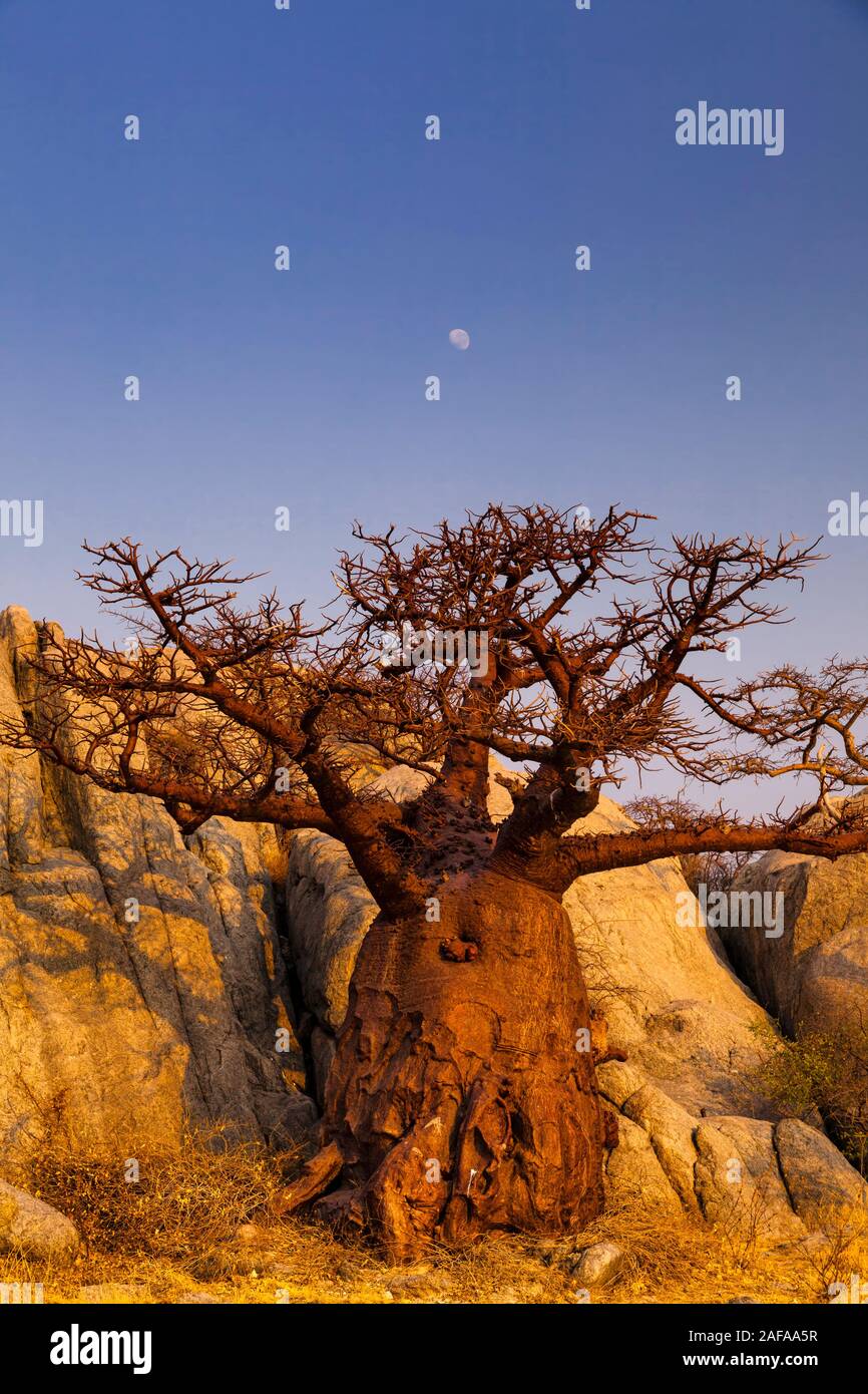 Rocky Kubu island & huge baobab trees, evening glow, Sowa pan(Sua pan ...
