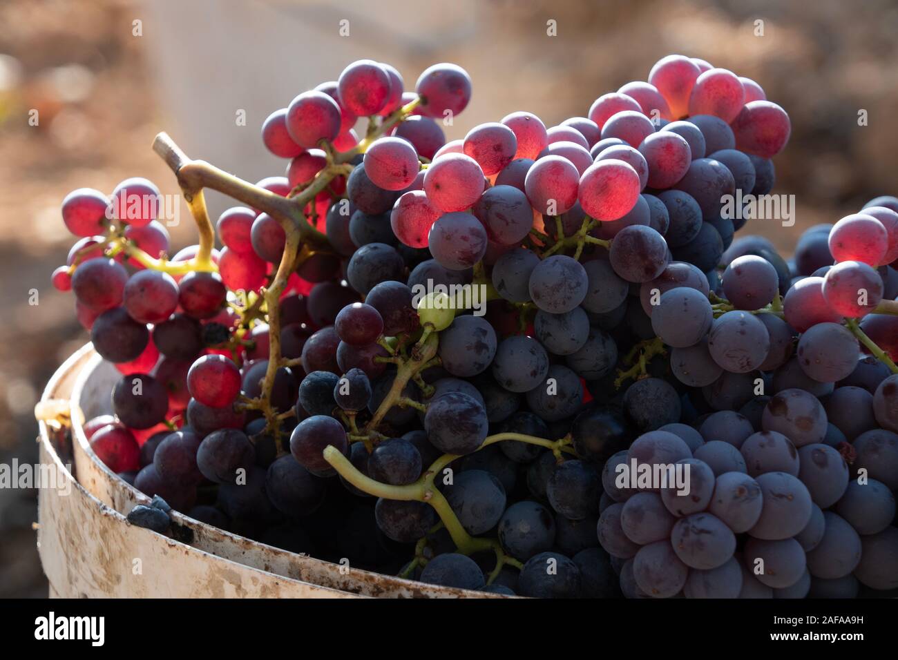 Grenache grapes hi-res stock photography and images - Alamy Grenache grapes hi-res stock photography and images - Alamy