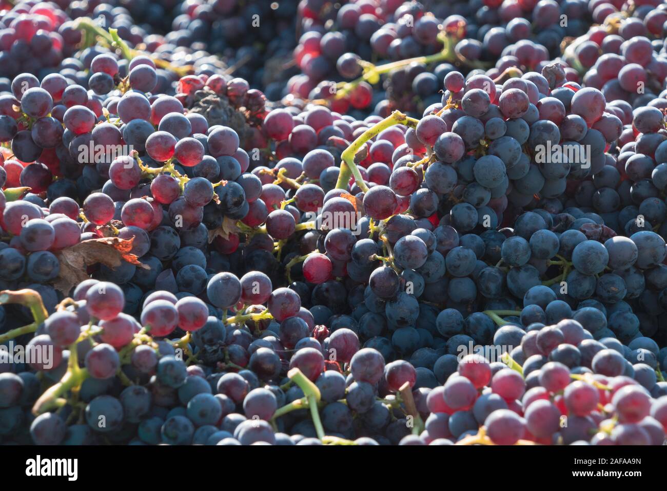 Grenache grapes hi-res stock photography and images - Alamy Grenache grapes hi-res stock photography and images - Alamy