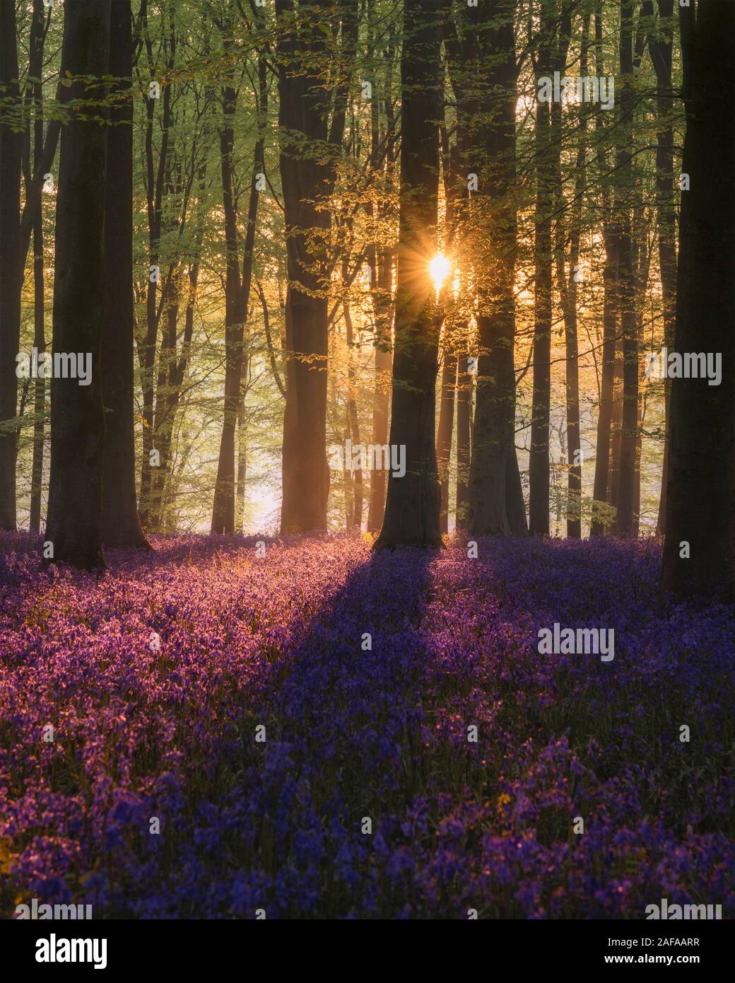 Epic Spring landscape image of vibrant bluebell flowers in woodland ...