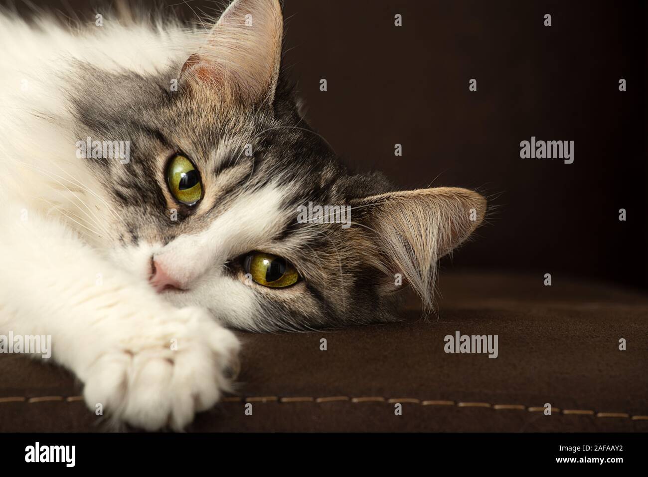 sad fluffy cat lying on sofa looking aside closeup portrait Stock Photo ...