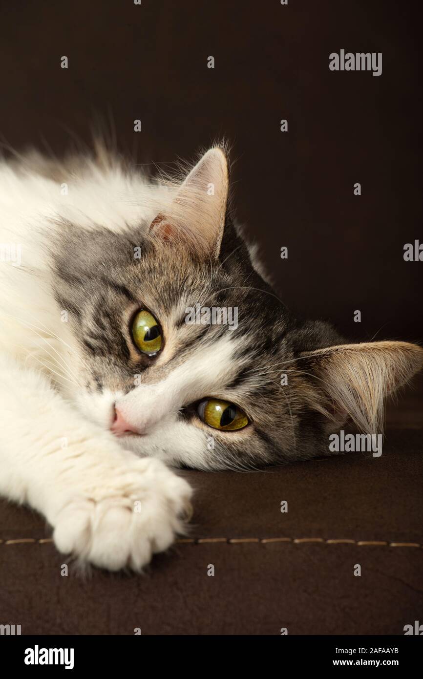sad fluffy cat lying on sofa looking aside closeup portrait Stock Photo ...