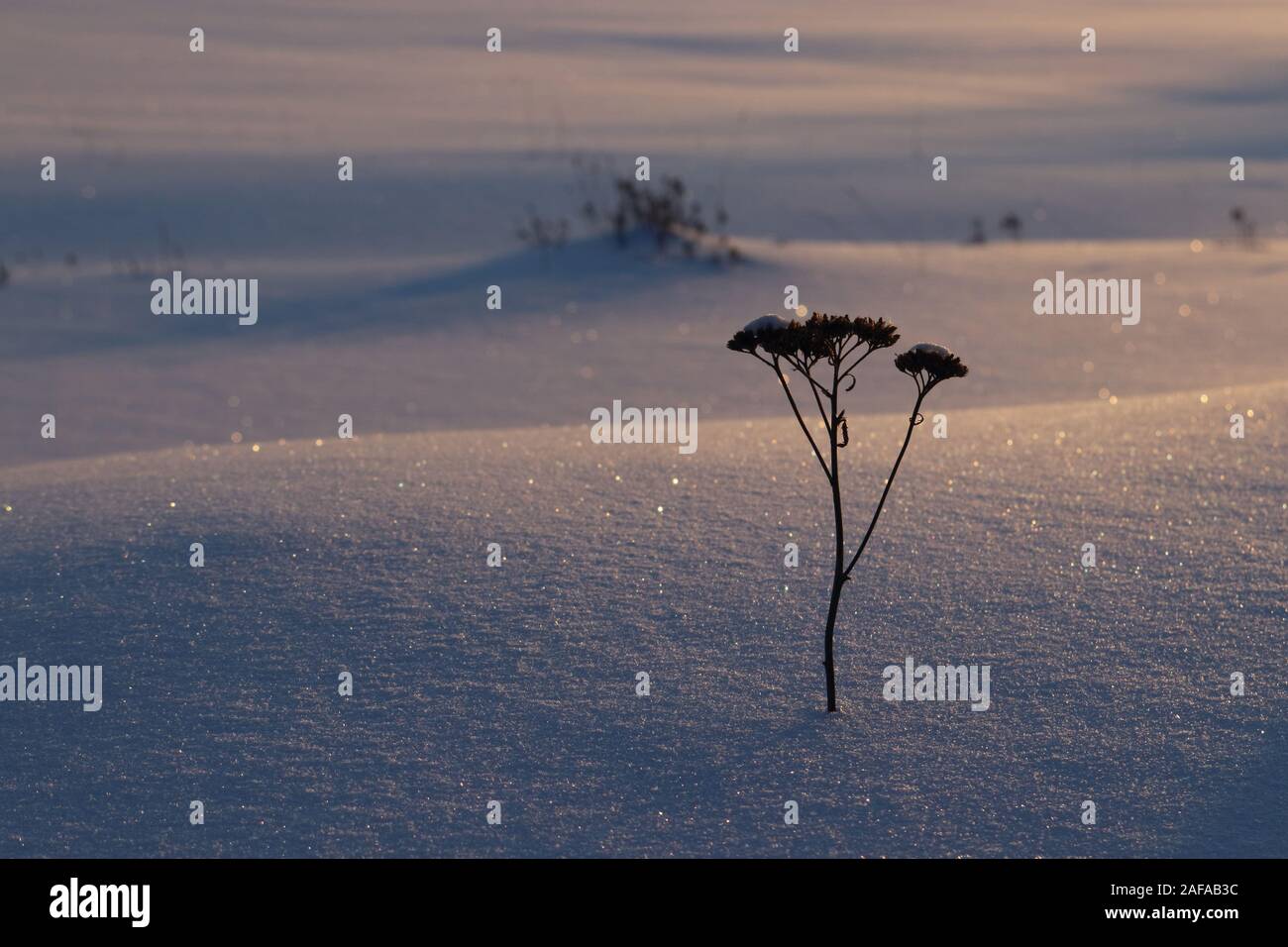 Withered plant hi-res stock photography and images - Alamy