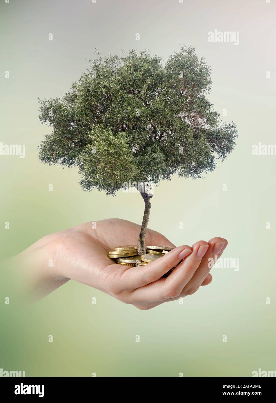 Hand planting an olive tree hi-res stock photography and images - Alamy