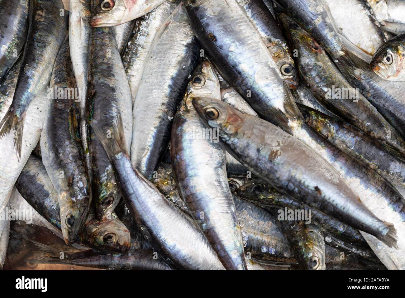 Tarli fish hi-res stock photography and images - Alamy