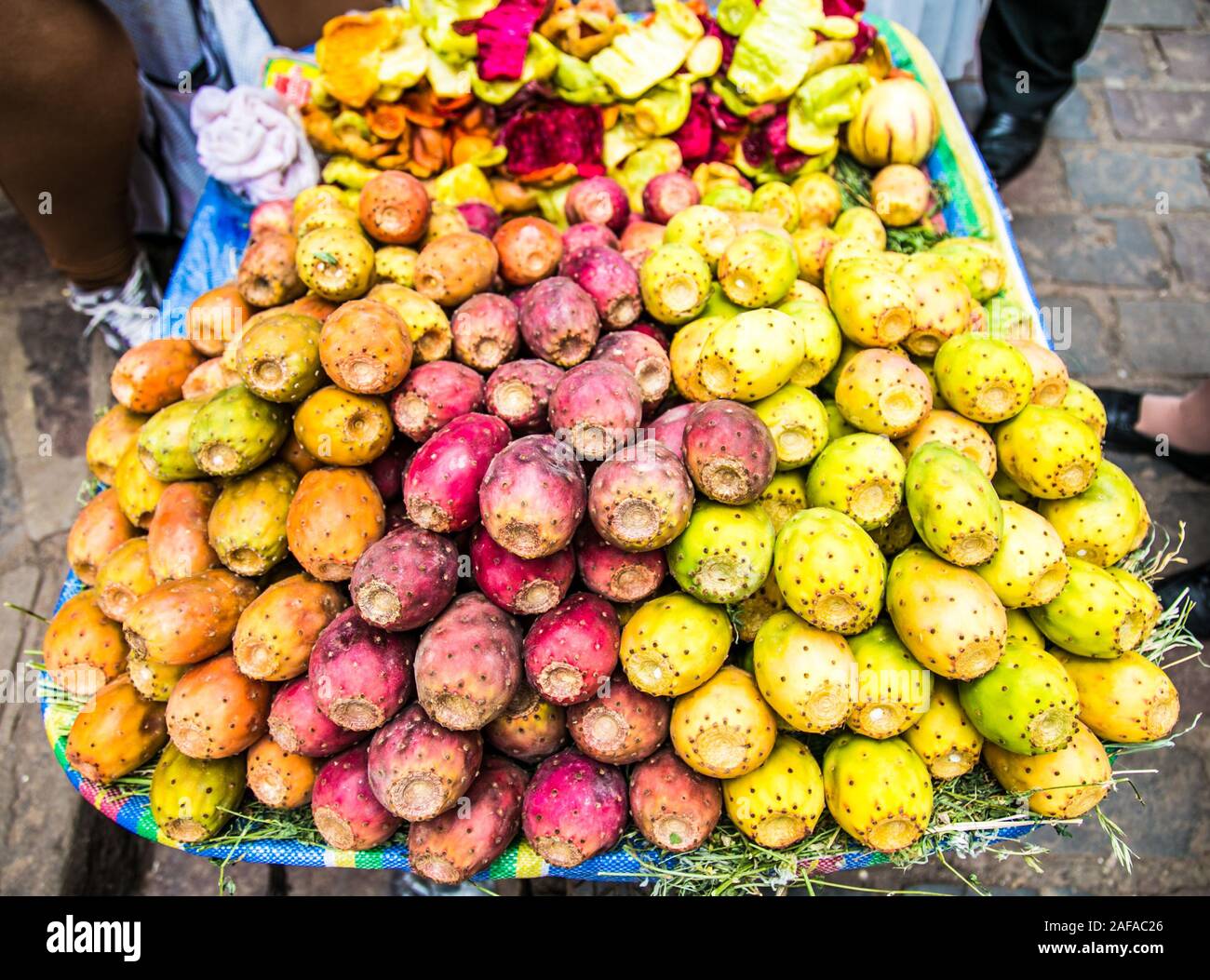 Fruits of Prickly pear cactus with fruits also known as Opuntia, ficus ...