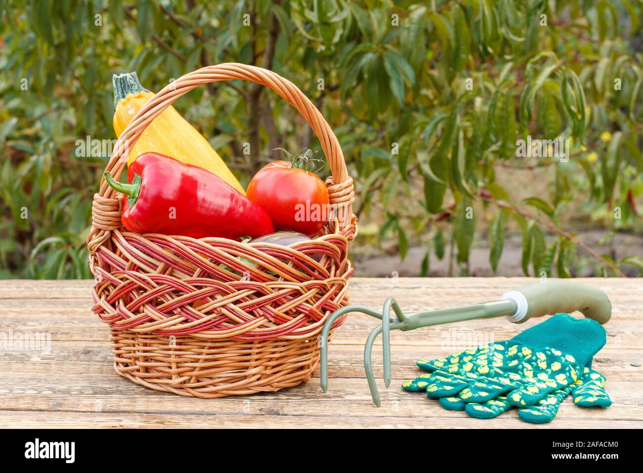 Just picked zucchinis, tomato and bell pepper in a wicker basket with ...