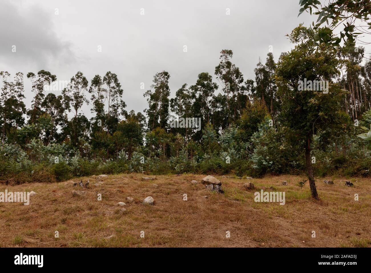 pine forest in the north of spain Stock Photo - Alamy