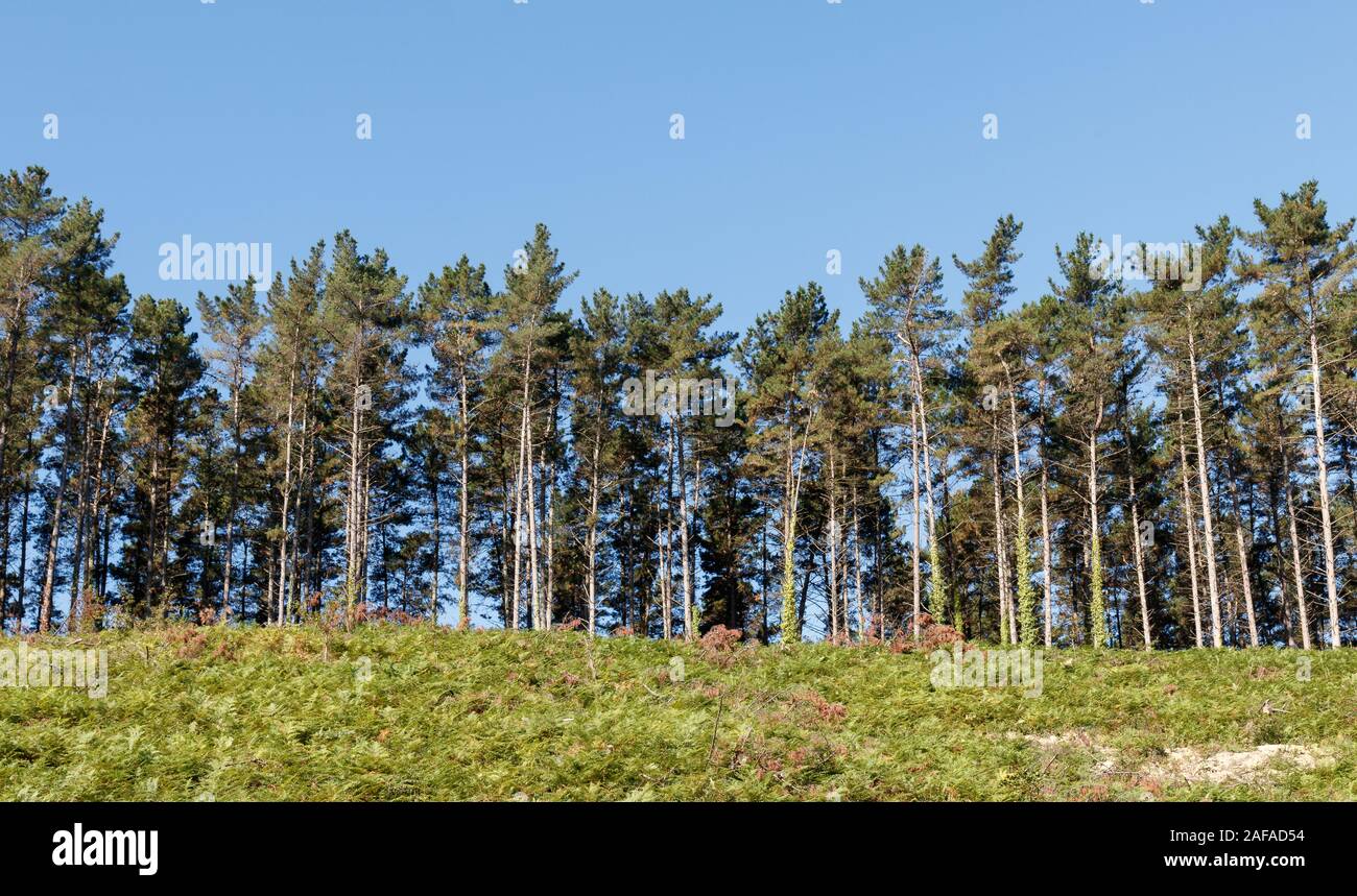 pine forest in the north of spain Stock Photo - Alamy