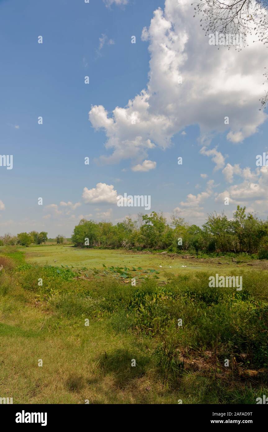 A dried out lake at the Brazos Bend State Park one September afternoon ...