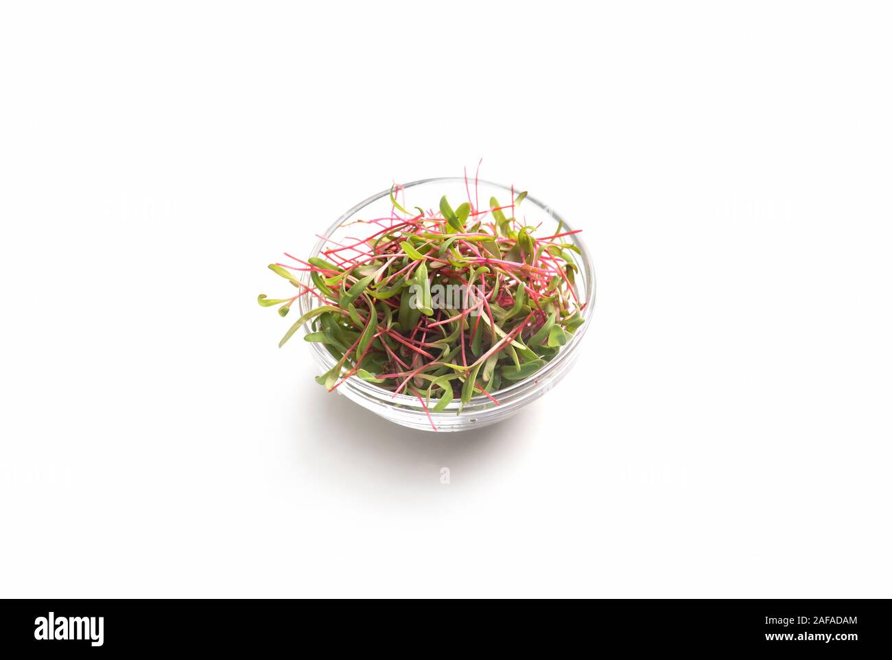 Sprouted microgreens for healthy nutrition isolated on white Stock ...