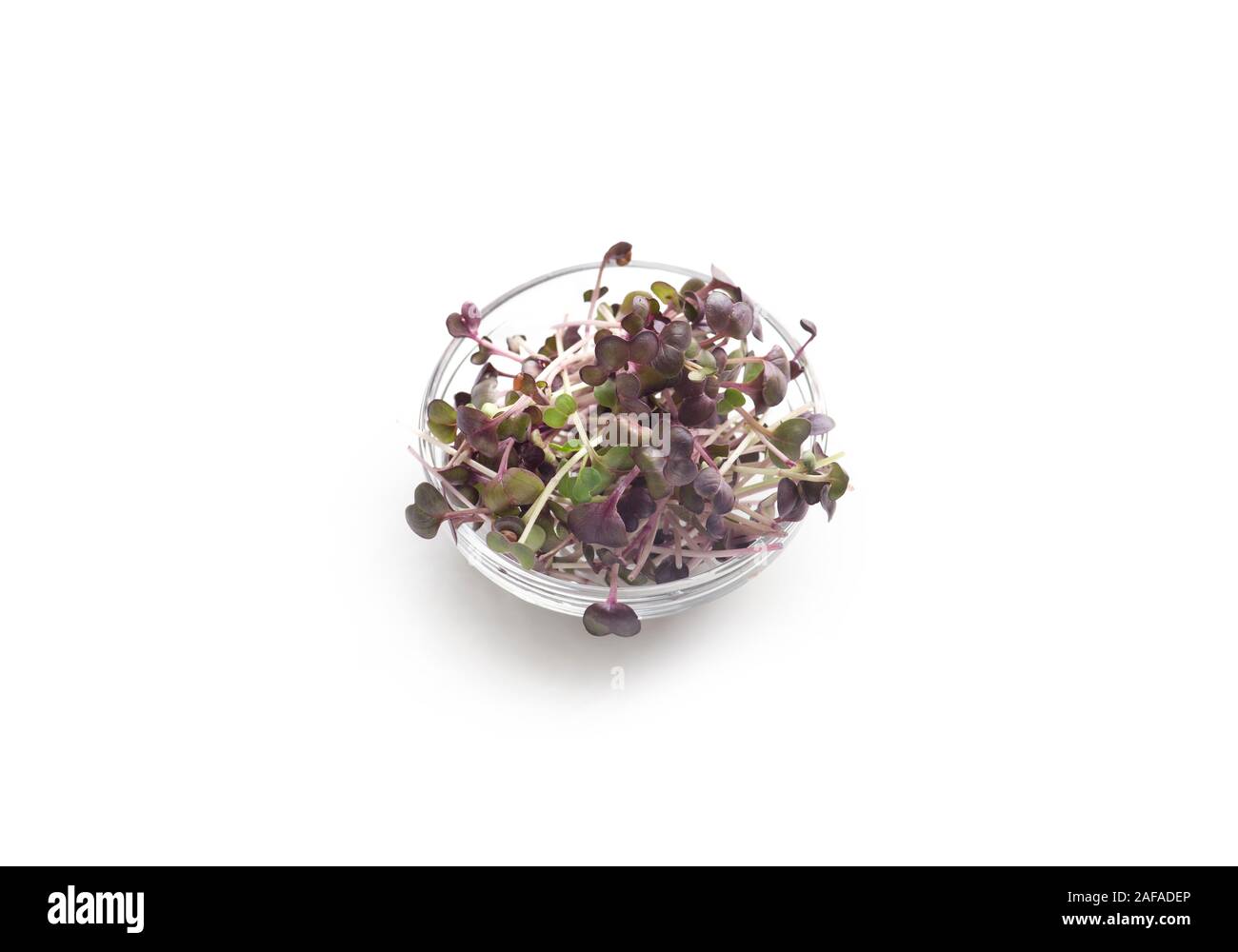 Young microgreen sprout in glass plate isolated on white Stock Photo ...