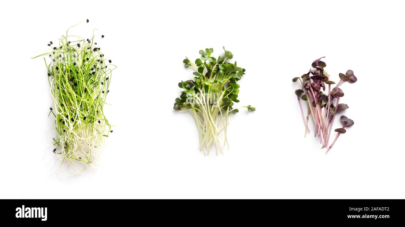 Set of fresh and healthy microgreens from different vegetables Stock ...
