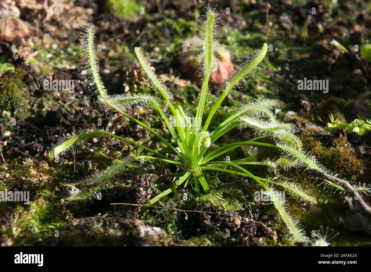 Sydney Australia, sundew plant with sticky mucilage to catch insects ...