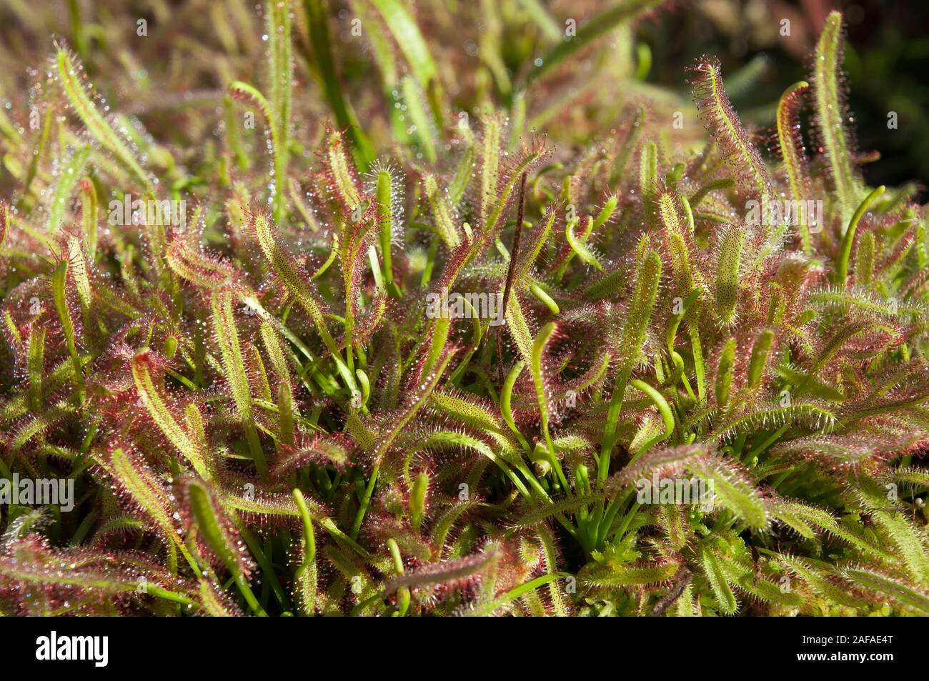 Sydney Australia, close-up of a patch of sundew plants in garden Stock ...