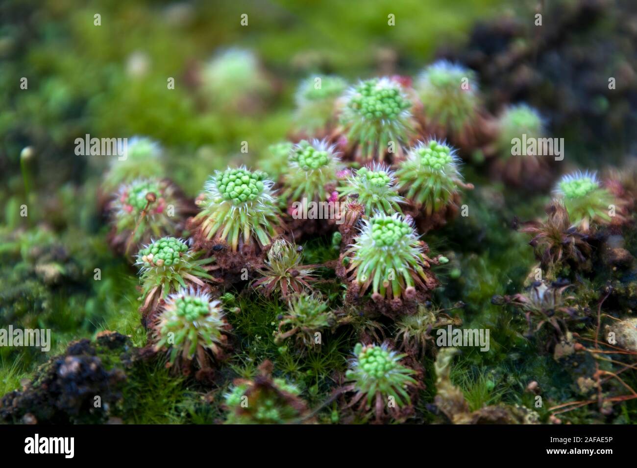 Sydney Australia, clump of pygmy drosera sundew plant Stock Photo - Alamy