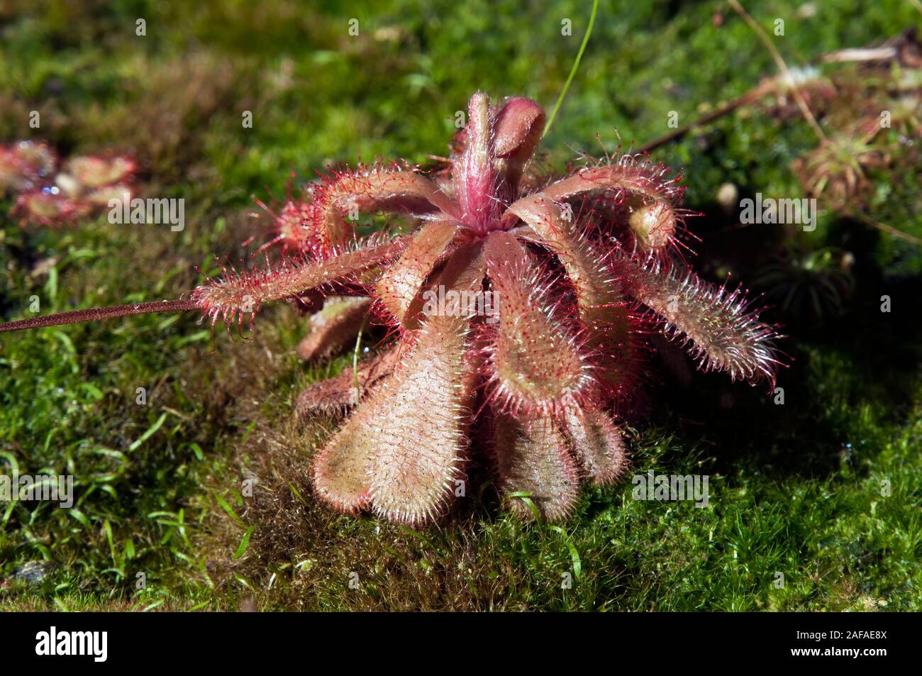 African drosera hi-res stock photography and images - Alamy