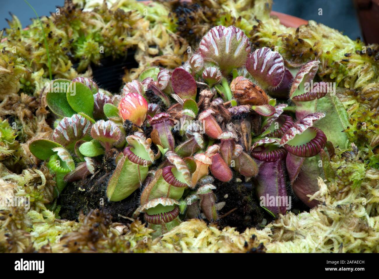 Australian native moss hi-res stock photography and images - Alamy