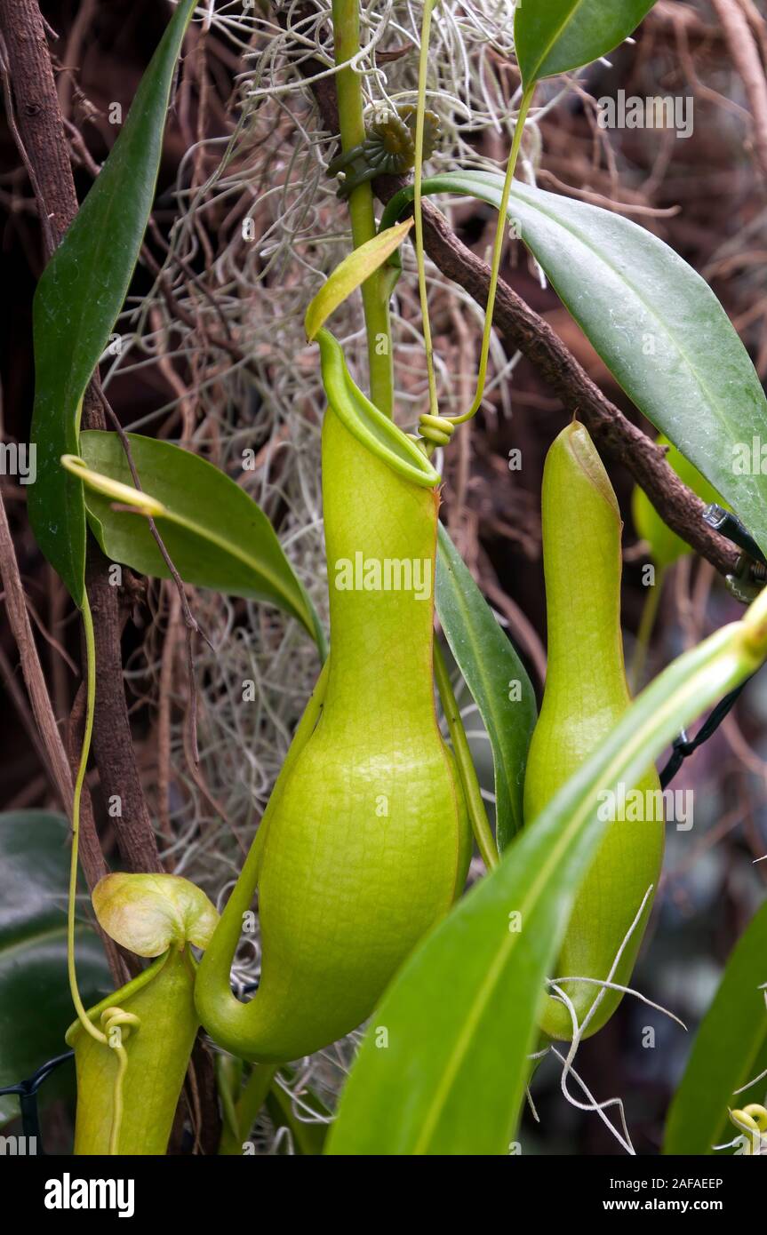 Sydney Australia, group of hanging pods of a pitcher plant Stock Photo ...