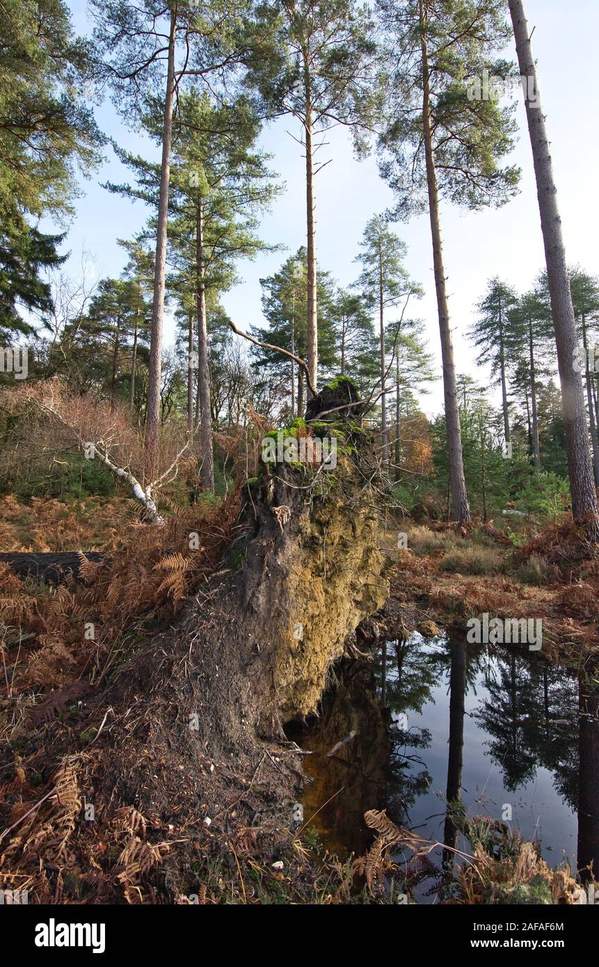 Fallen tree in pond hi-res stock photography and images - Alamy