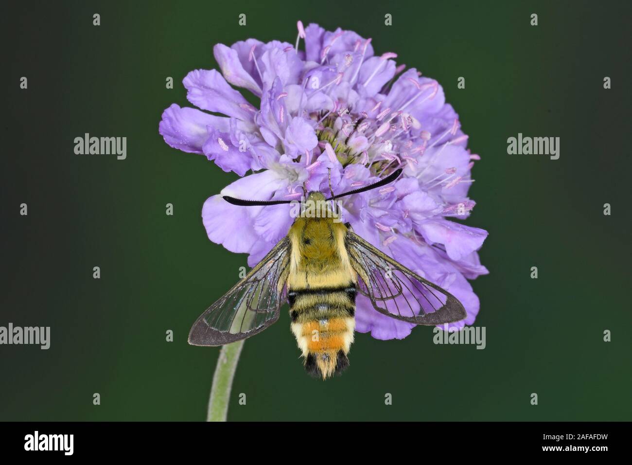 Narrow-bordered Bee Hawk Moth (Hemaris tityus clinging to scabious ...