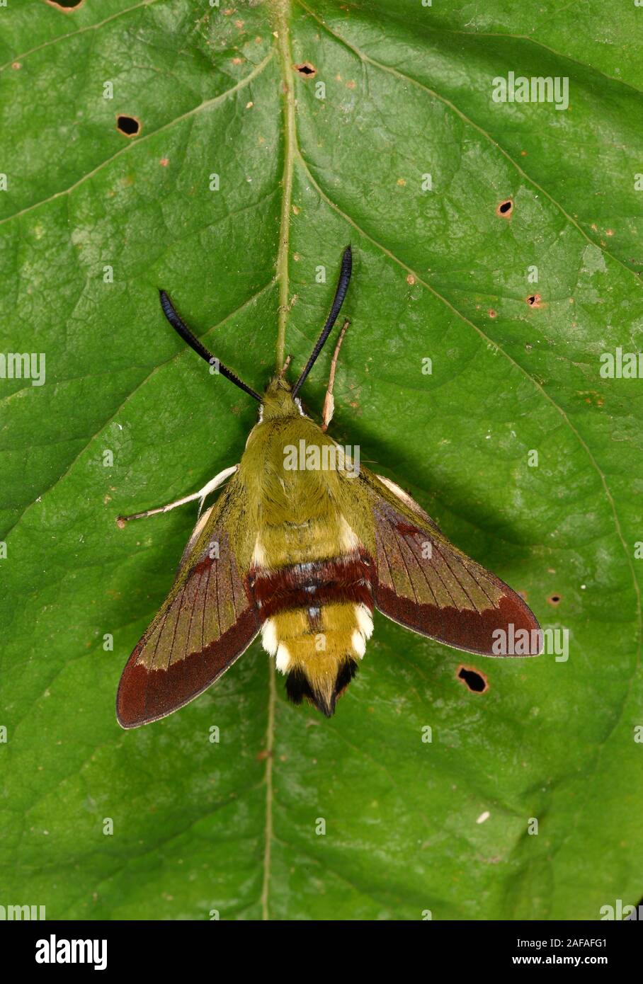 Covering scales hi-res stock photography and images - Alamy