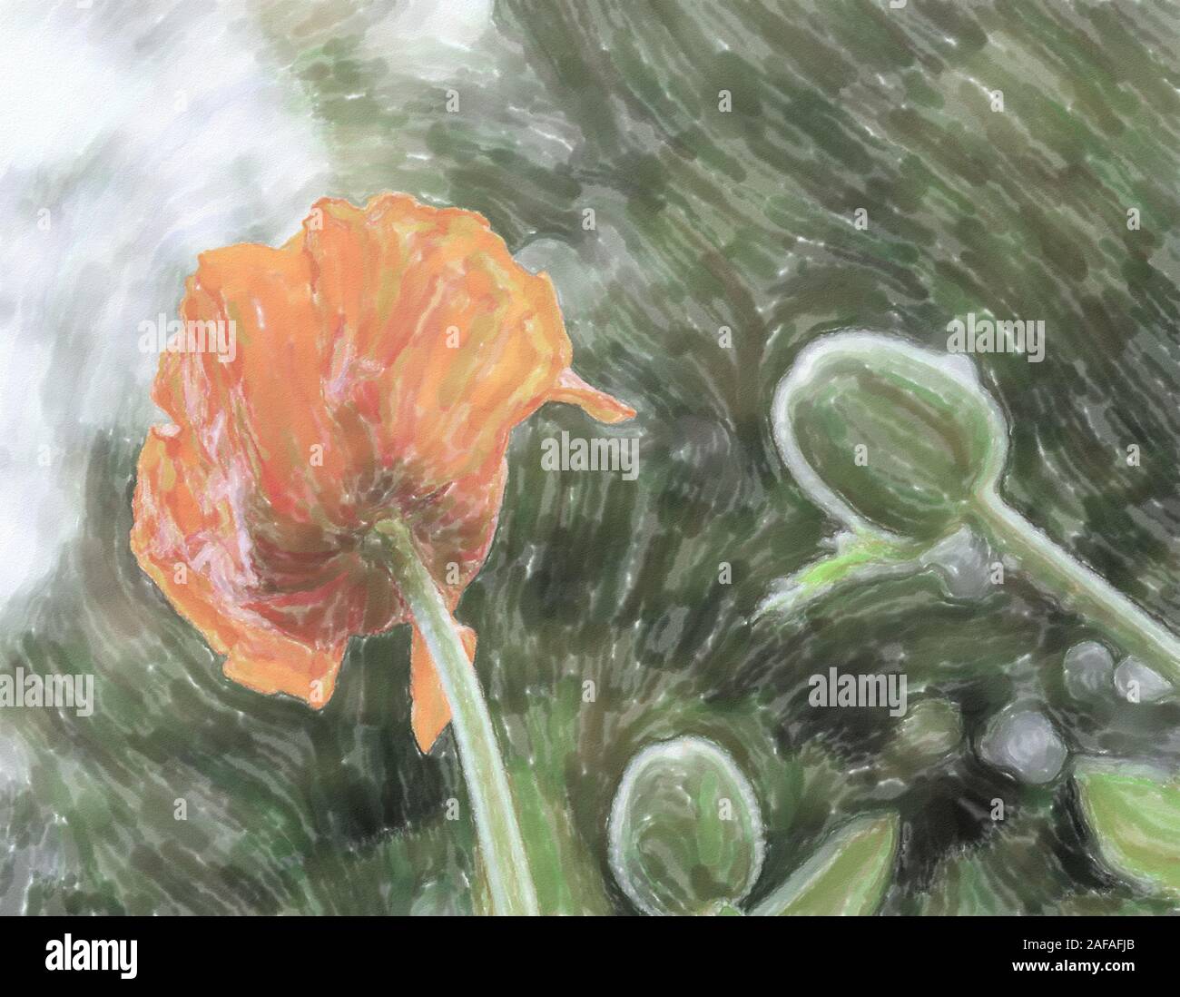 watercolor illustration: Red poppy, scientific name Papaver rhoeas in ...