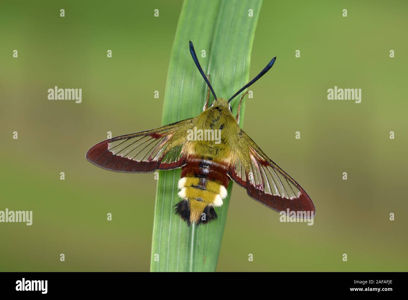 Broad-bordered Hawk Moth (Hemaris fuciformis) adult resting on leaf ...