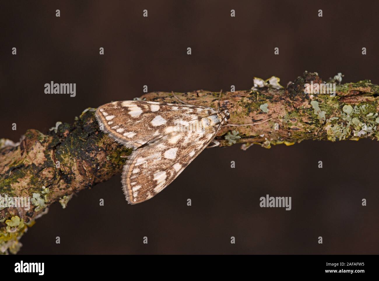 Brown China-mark Moth (Elophila nymphaeata) at rest on twig, Wales ...