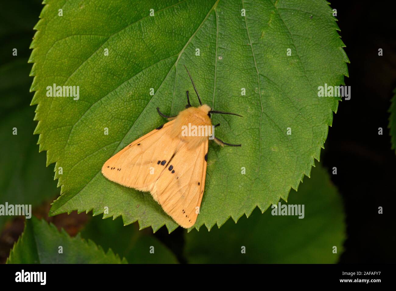 Buff Ermine Moth (Spilosoma luteum) at rest on leaf, Wales, September ...