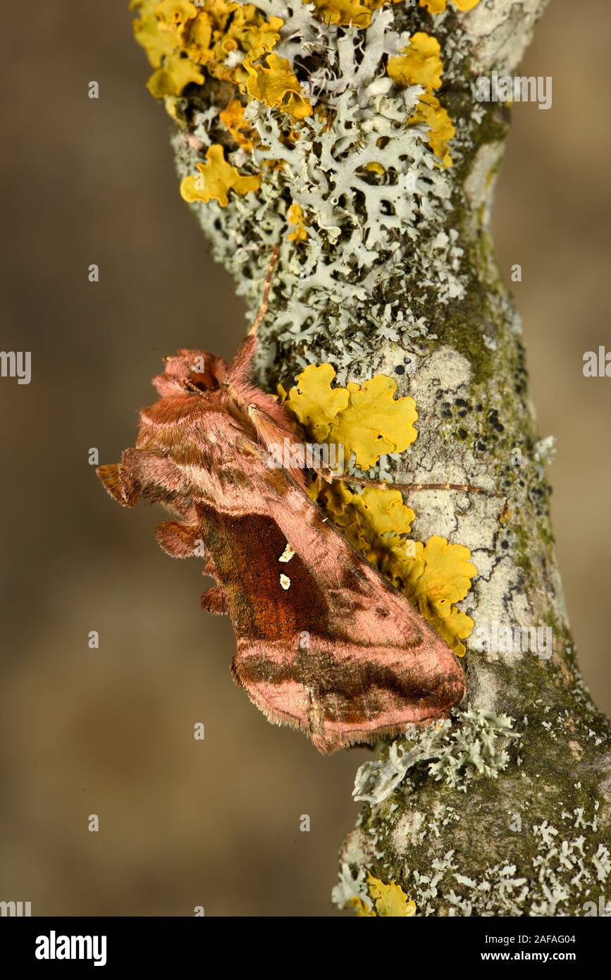 Beautiful Golden Y Moth (Autographa pulchrina) resting on lichen ...