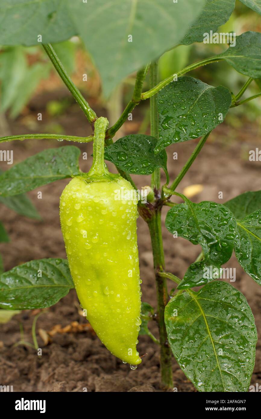 Bell pepper on bush in the garden. Bulgarian or sweet pepper plant and ...