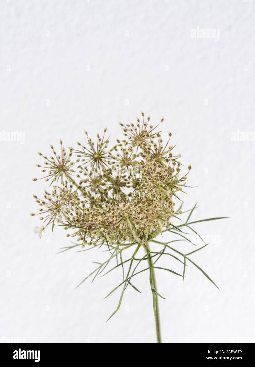 isolated flower of daucus carota Stock Photo - Alamy