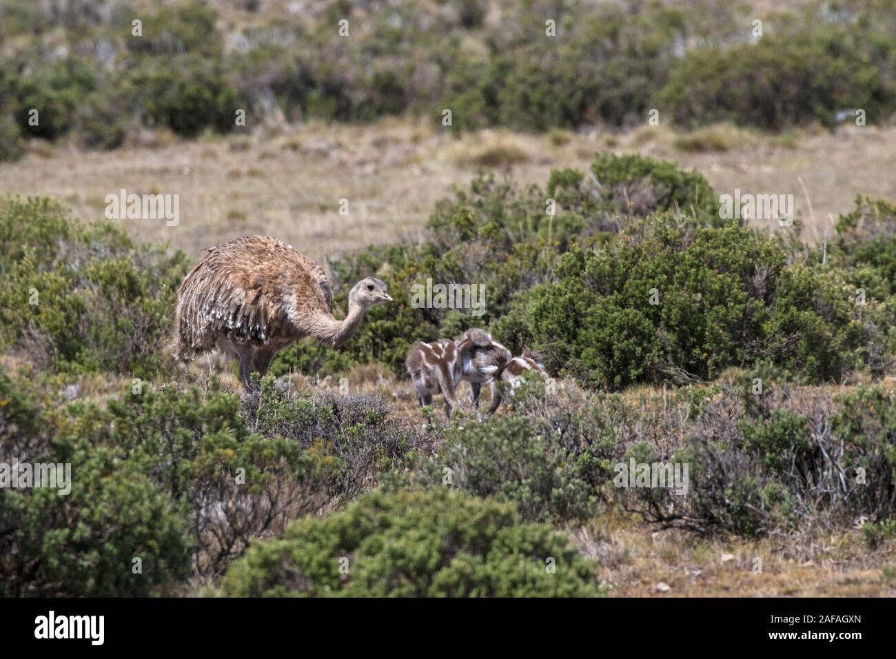 Lesser rhea Rhea pennata adult with young amongst scrub near Morro ...