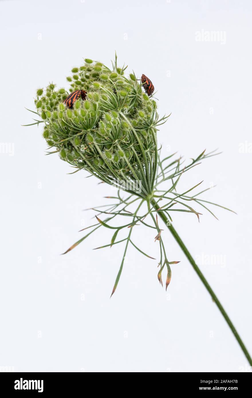isolated flower of daucus carota Stock Photo - Alamy